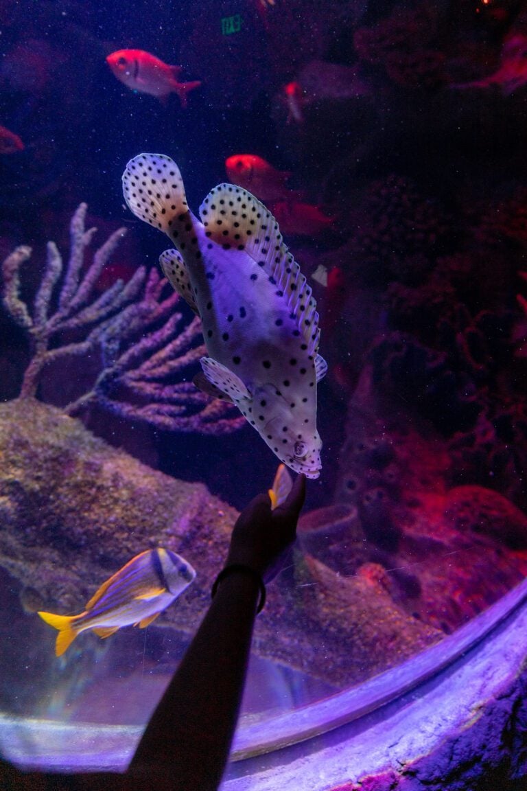 SEA LIFE Aquarium Behind the Scenes Tour - The Super Mom Life